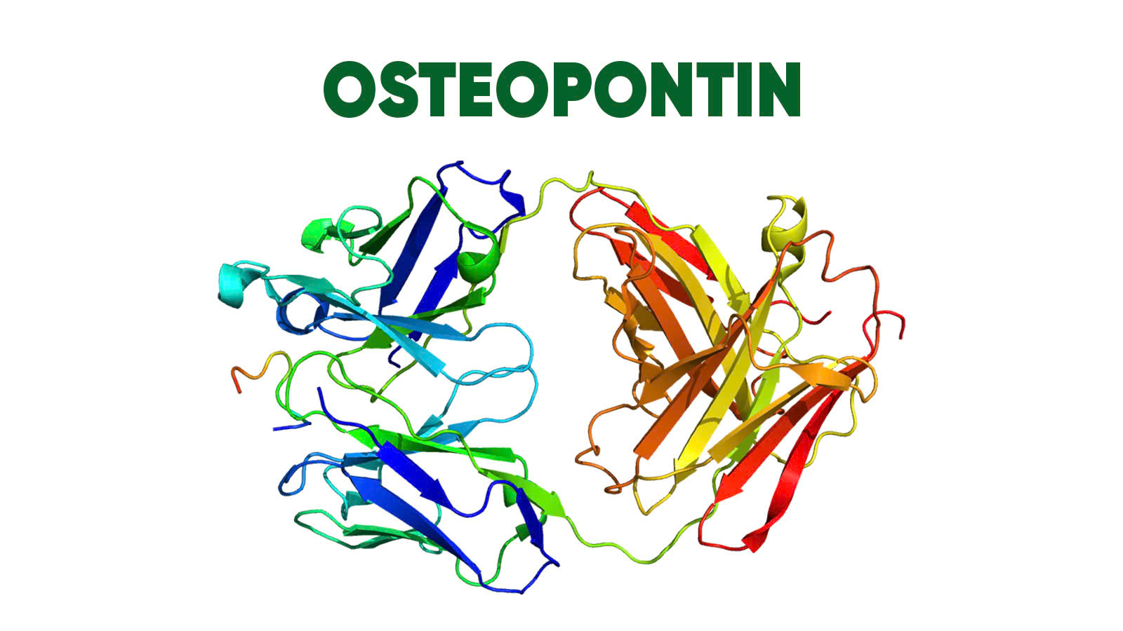 Osteopontin (OPN) là gì và có tác dụng gì với sự phát triển của trẻ ...