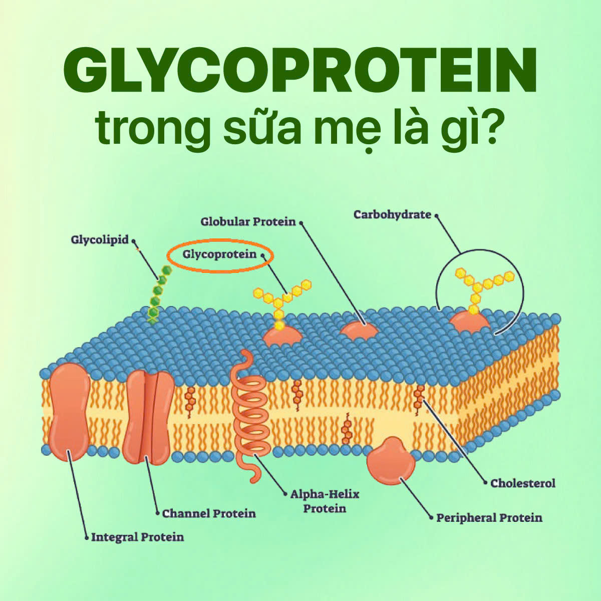 Glycoprotein sinh học là gì? “Mắt xích” quan trọng trong dinh dưỡng và ...